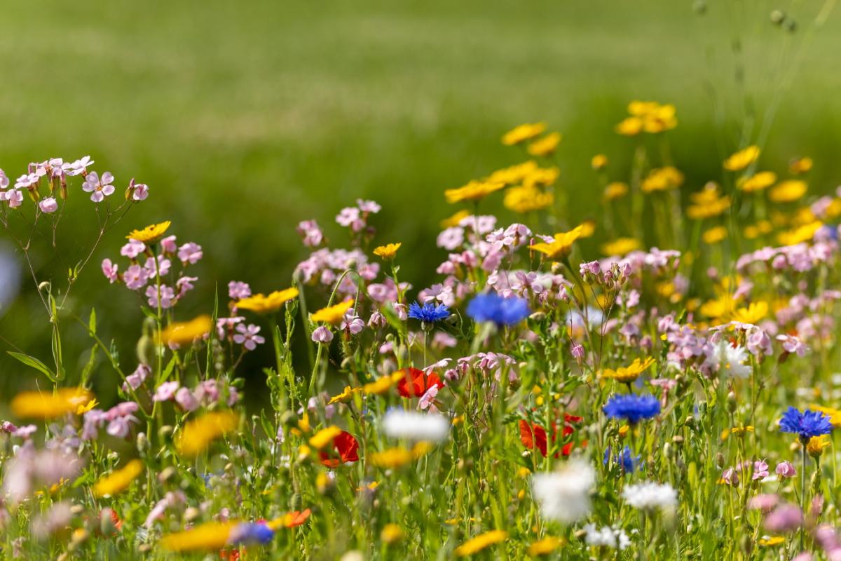 Kleurrijke polder en meer biodiversiteit door Beemster in Bloei ...